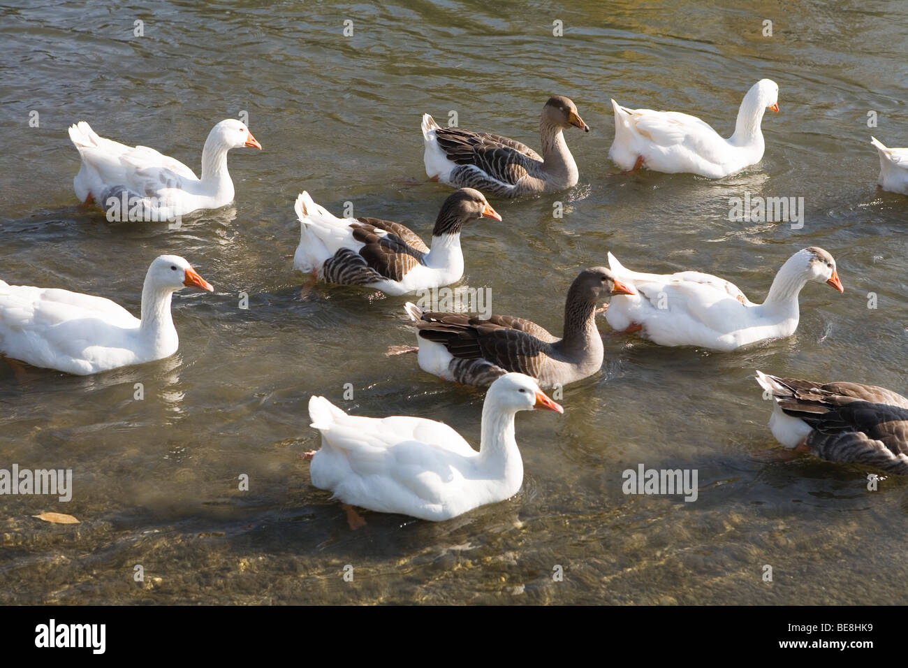 Peter and his goose hi-res stock photography and images - Alamy