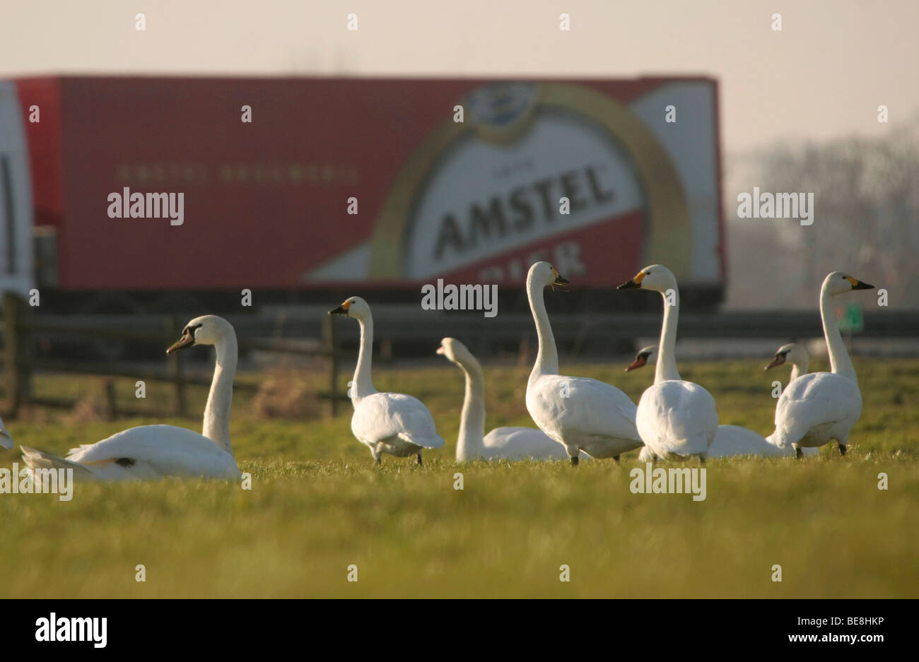 Vrachtwagen hi-res stock photography and images - Alamy