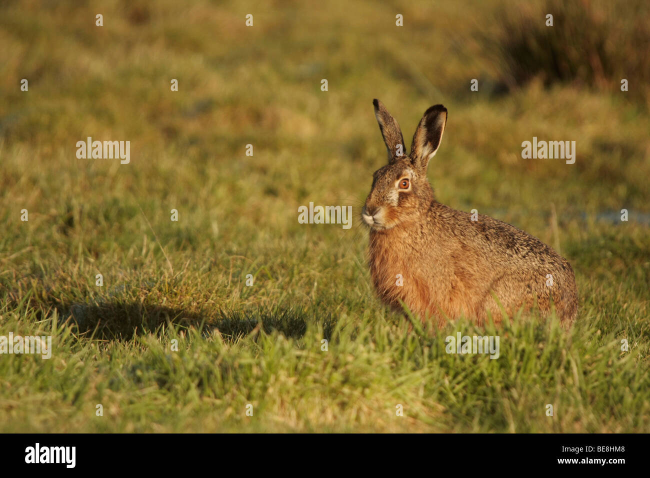 Weilandrand hi-res stock photography and images - Alamy
