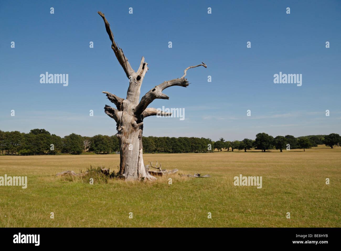 A lone dead tree inside the ground of Windsor Great Park, near Windsor ...