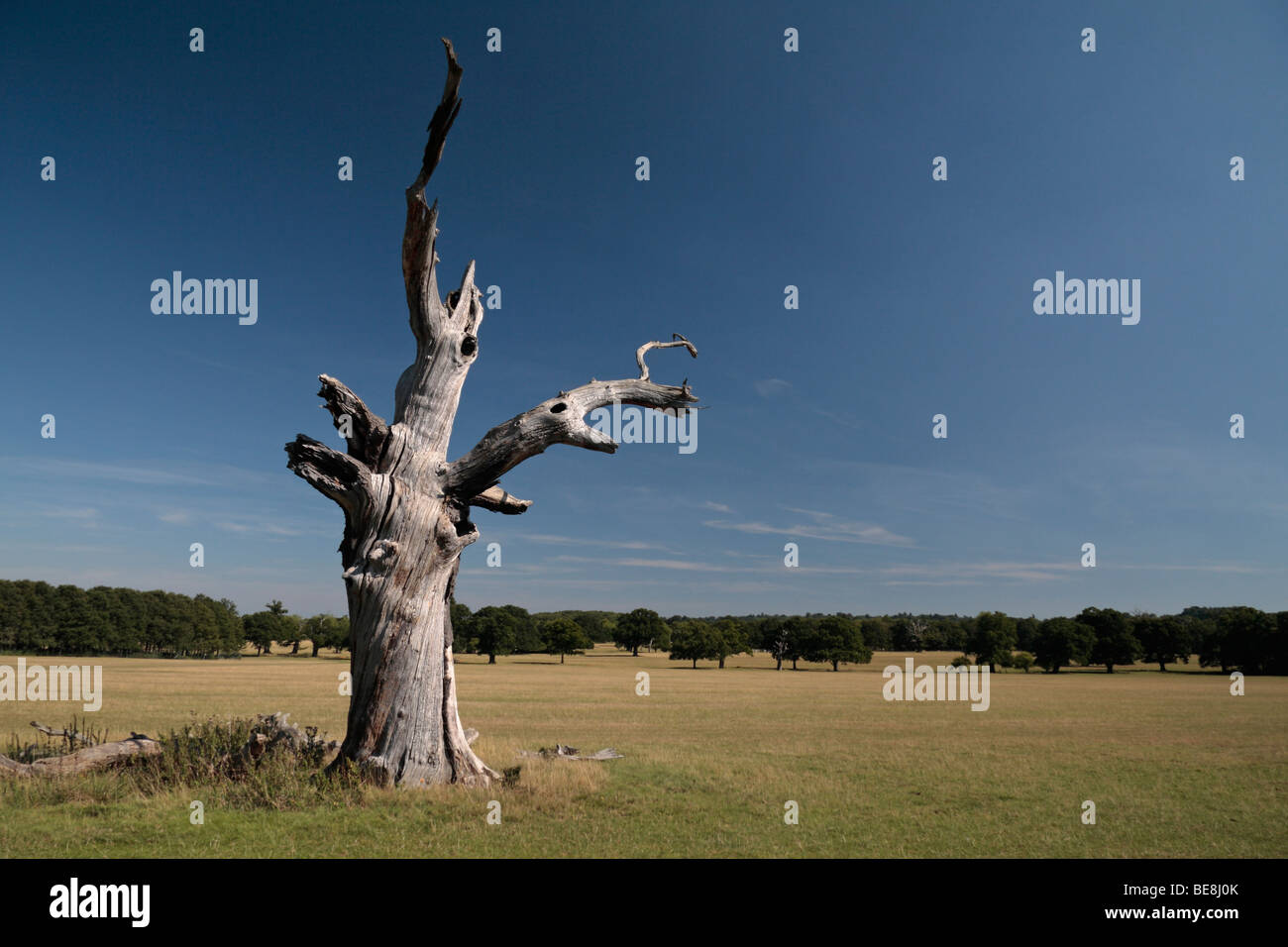 A lone dead tree inside the ground of Windsor Great Park, near Windsor ...