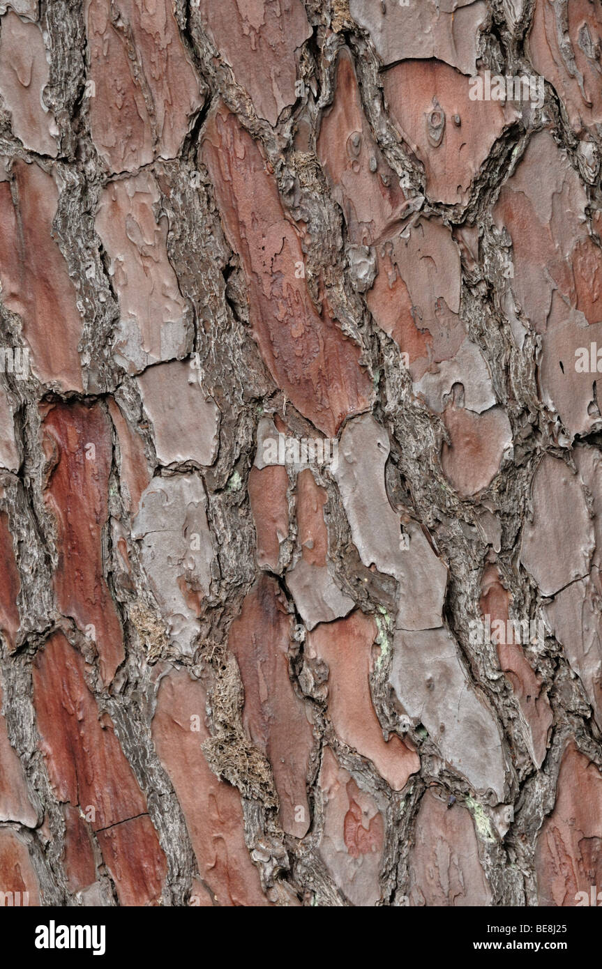Bast tree High Resolution Stock Photography and Images - Alamy