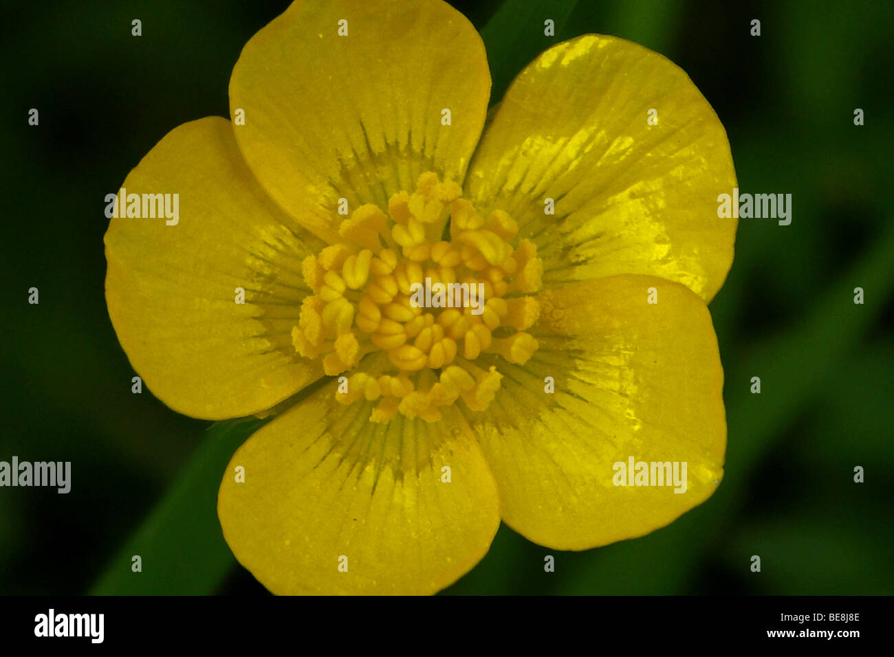 Kruipende boterbloem hi-res stock photography and images - Alamy