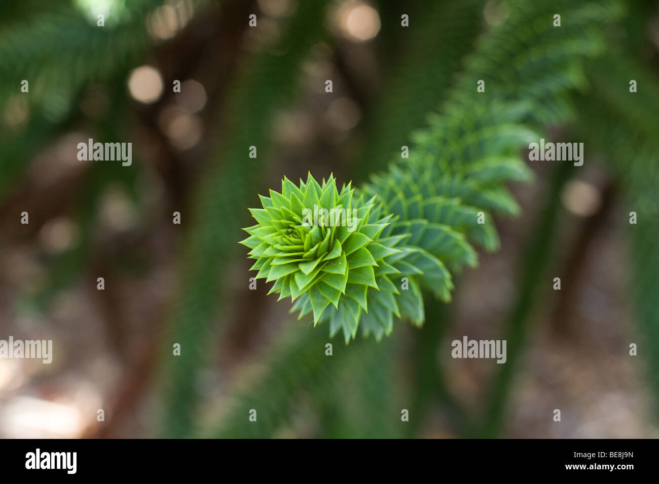 Plants at The Royal Botanical Gardens, Edinburgh Stock Photo - Alamy