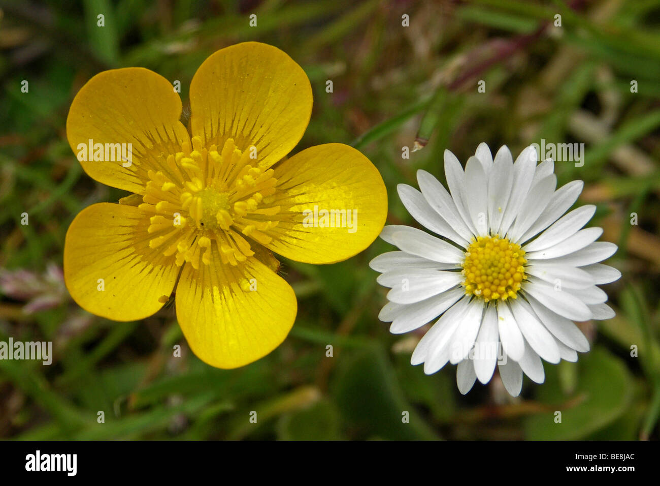 Boterbloem hi-res stock photography and images - Alamy