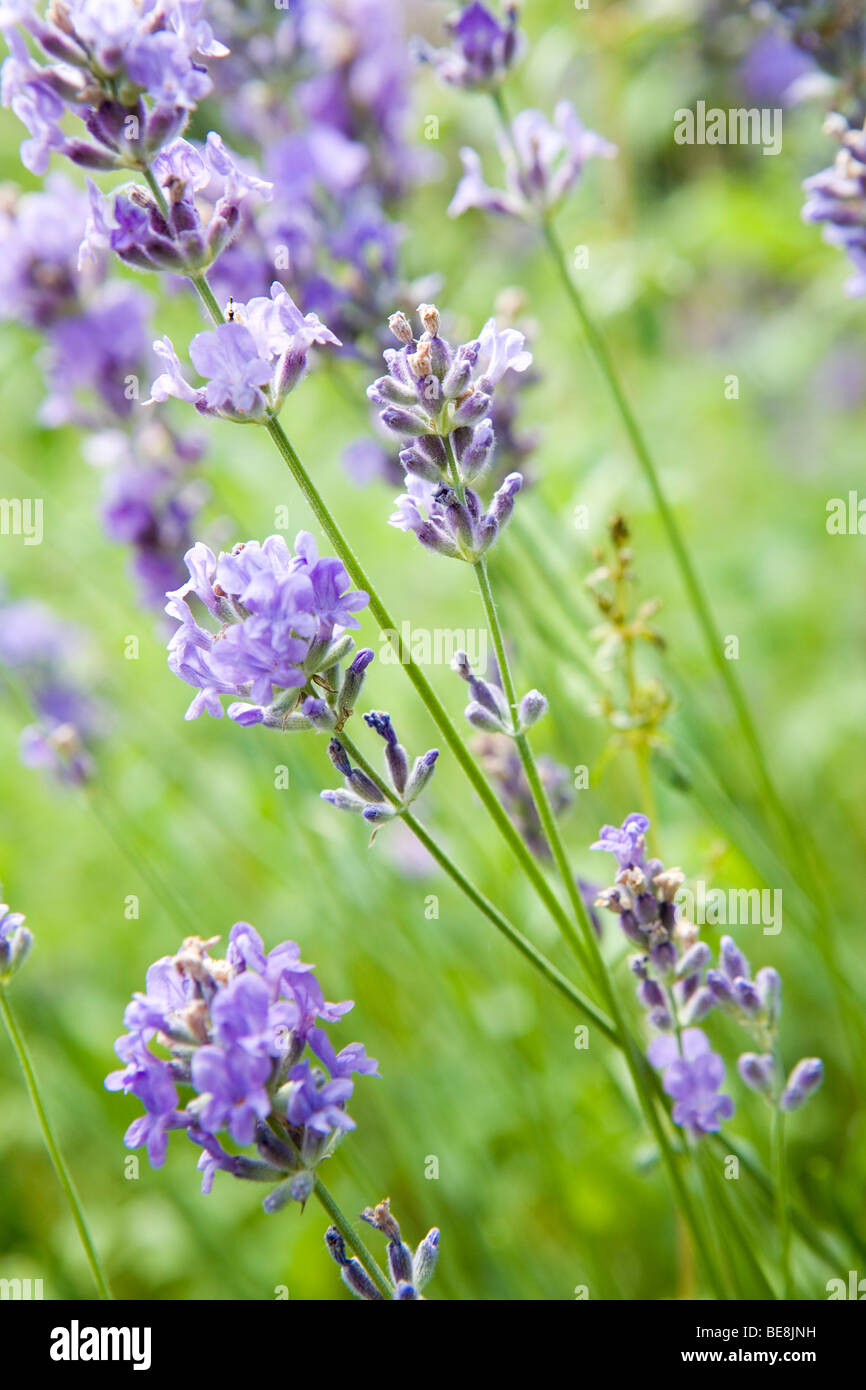 Peter lavender hi-res stock photography and images - Alamy