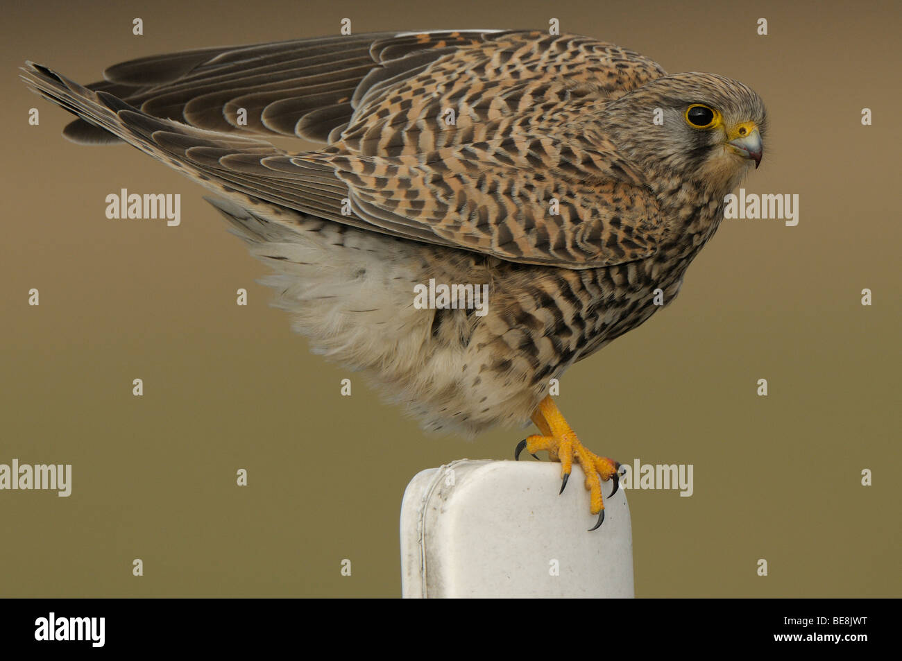 Female Kestrel balancing on a roadsign due to wind created by passing ...