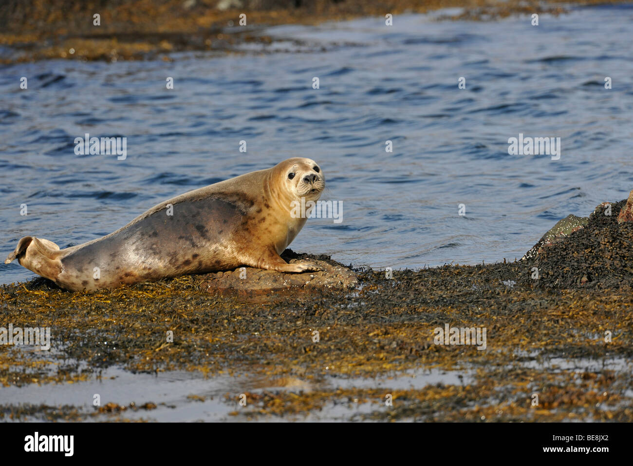 Grey seal scotland hi-res stock photography and images - Alamy