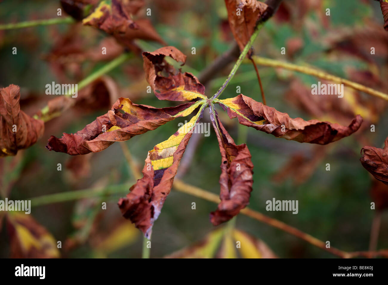 Shriveled Up Stock Photos & Shriveled Up Stock Images - Alamy