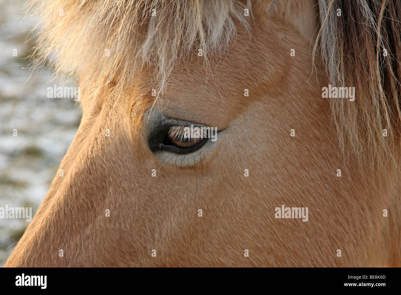 close up kop Stock Photo - Alamy
