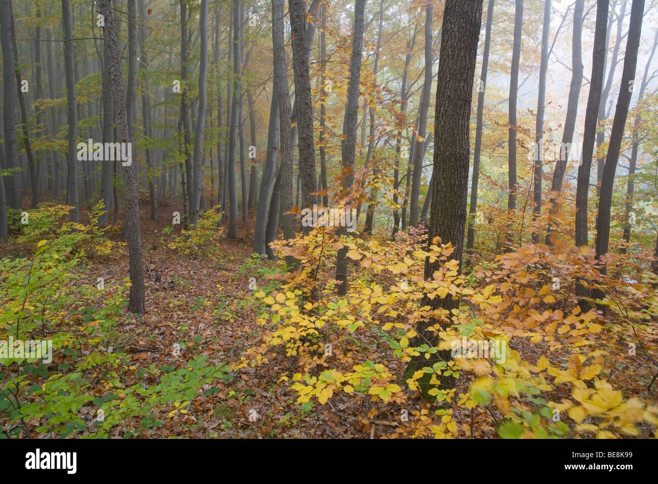 Karpaty hi-res stock photography and images - Alamy