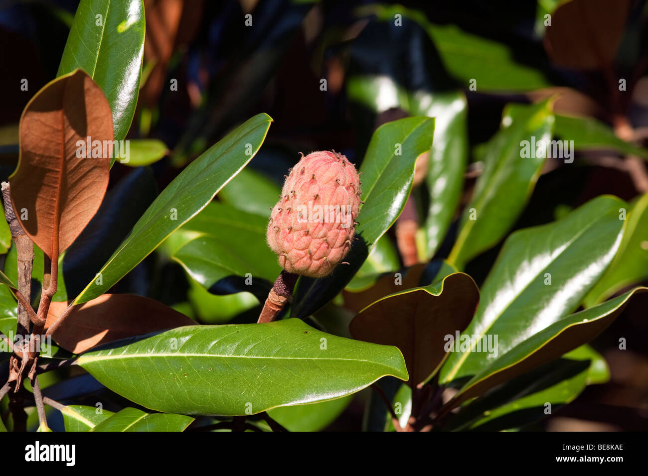 Magnolia fruit cone before it splits. The cone pod is pink and the ...
