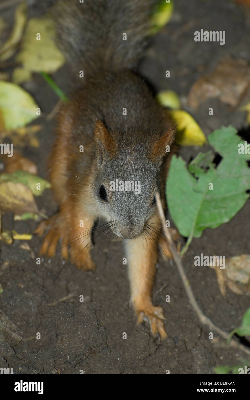 Animal dig hi-res stock photography and images - Alamy