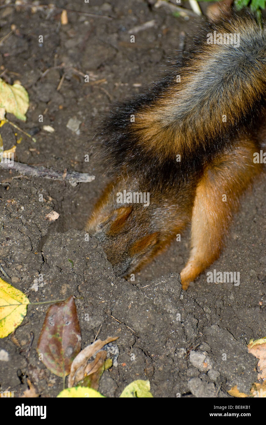 Squirrel digs a nut Stock Photo - Alamy