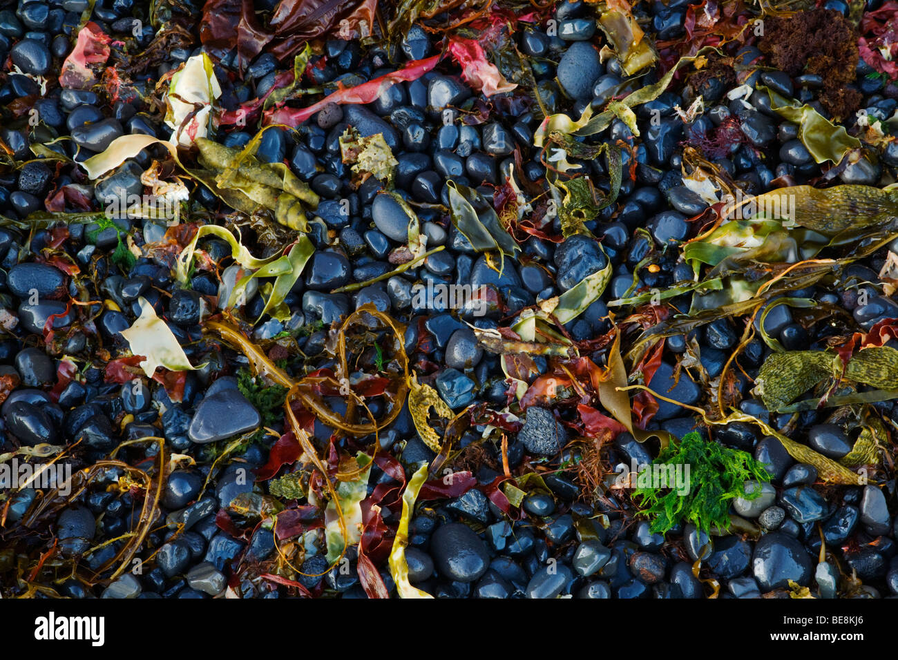 Zeewier op keienstrand; seaweed on rocky beach Stock Photo - Alamy