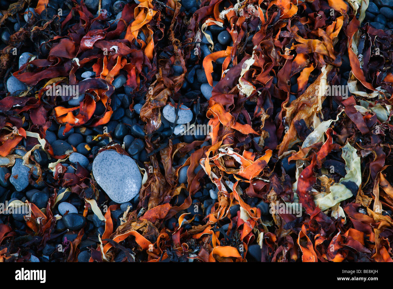 Zeewier High Resolution Stock Photography and Images - Alamy