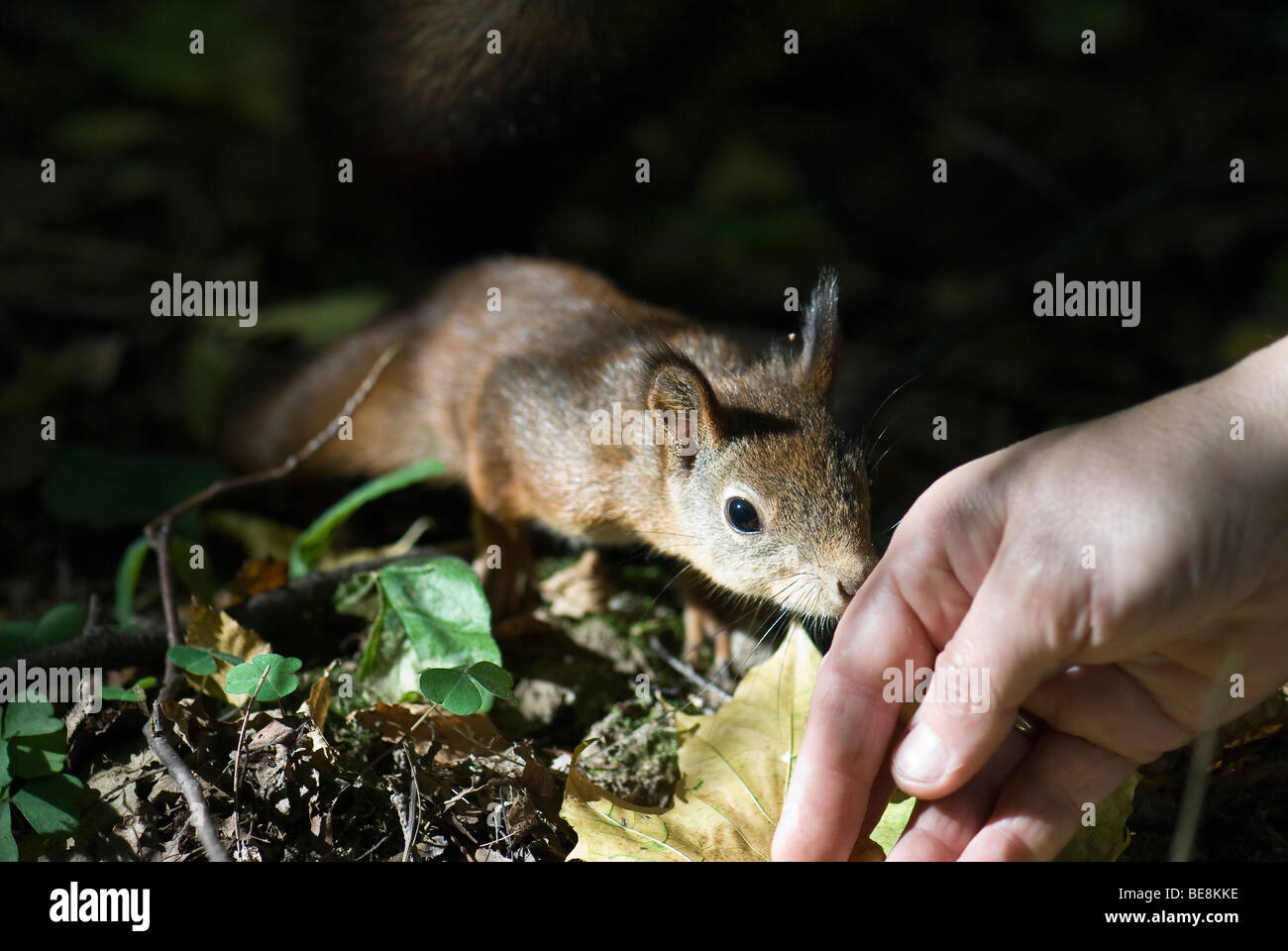 A squirrel try to catch the nut from the human hand Stock Photo - Alamy