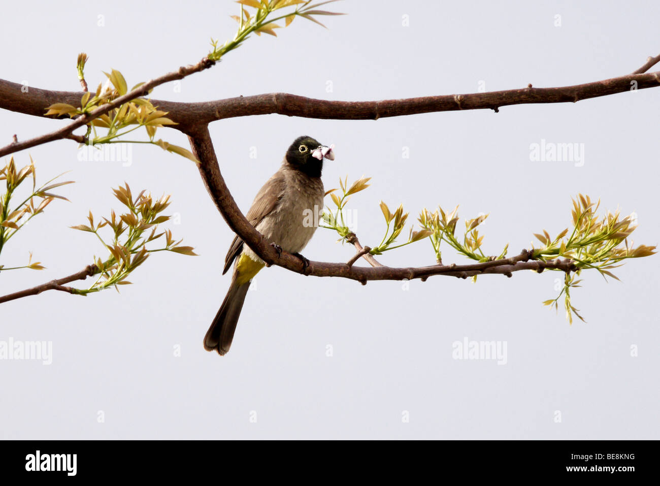 Israel, Yellow-vented Bulbul Stock Photo - Alamy