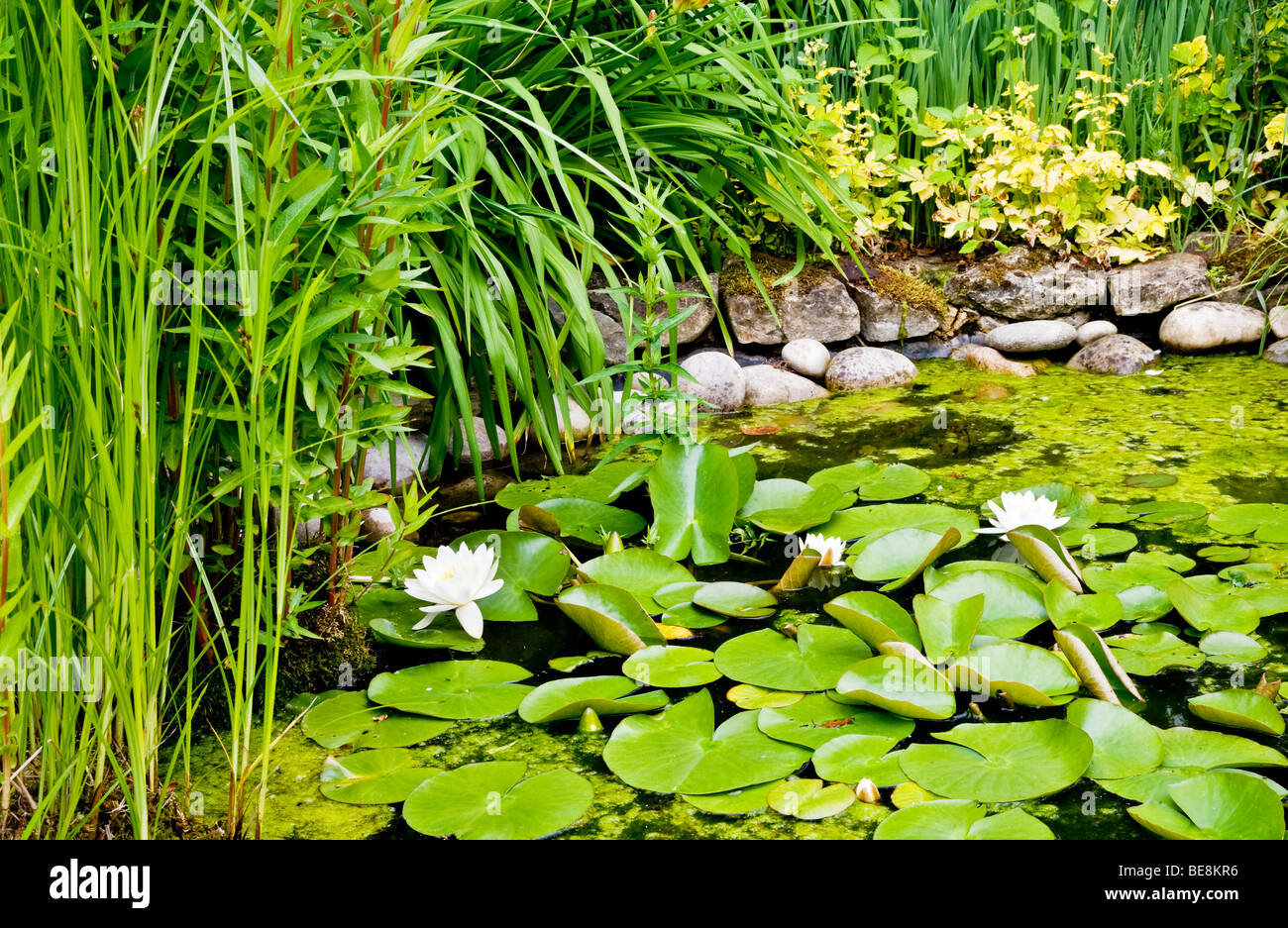White pebbles garden High Resolution Stock Photography and Images - Alamy
