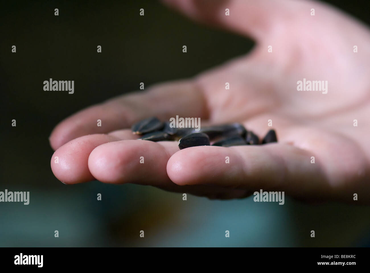 Sunflower seeds on the human hand Stock Photo - Alamy