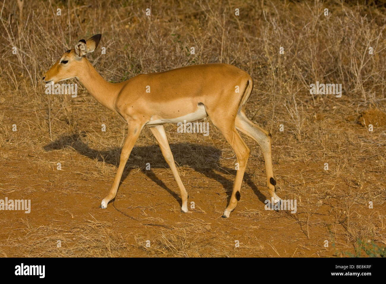Impala walking on red soil/sand in safari park in Kenya Africa Stock ...