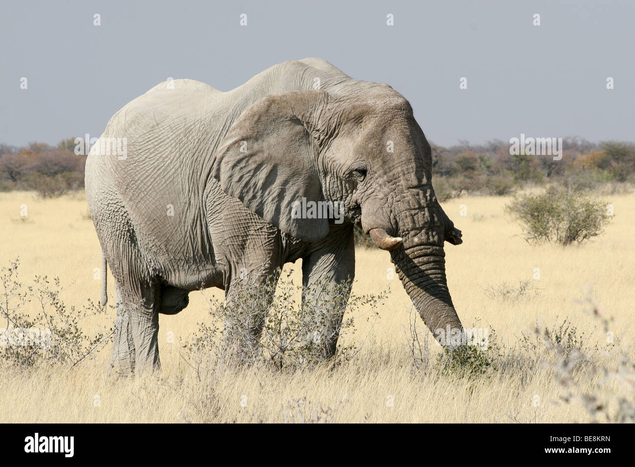 Elephant side view hi-res stock photography and images - Alamy