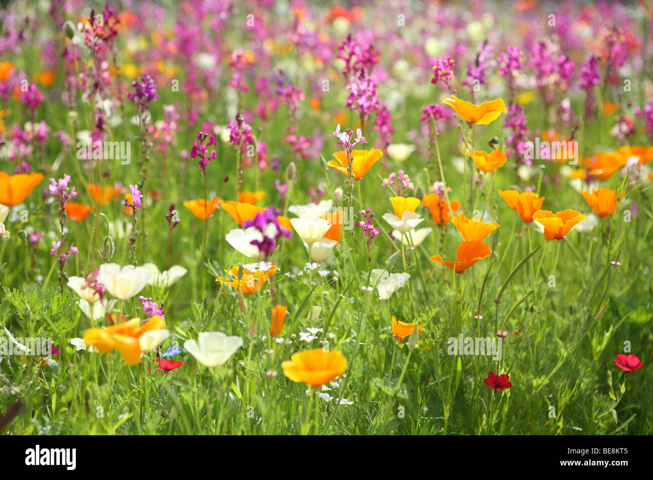 Wild Flower meadow photographer in Northern England Stock Photo - Alamy