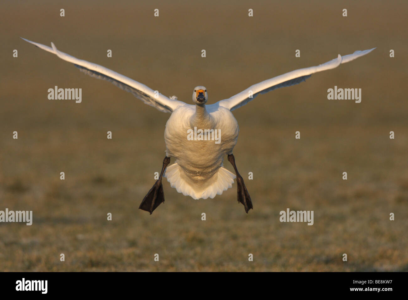 Frontal view of flying Bewick's swan (Cygnus bewickii Stock Photo - Alamy