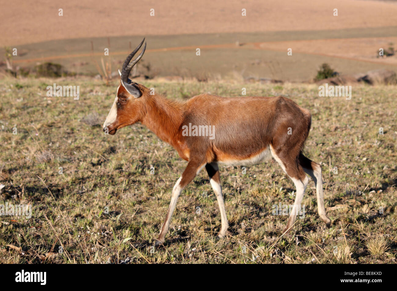 Blessbock hi-res stock photography and images - Alamy