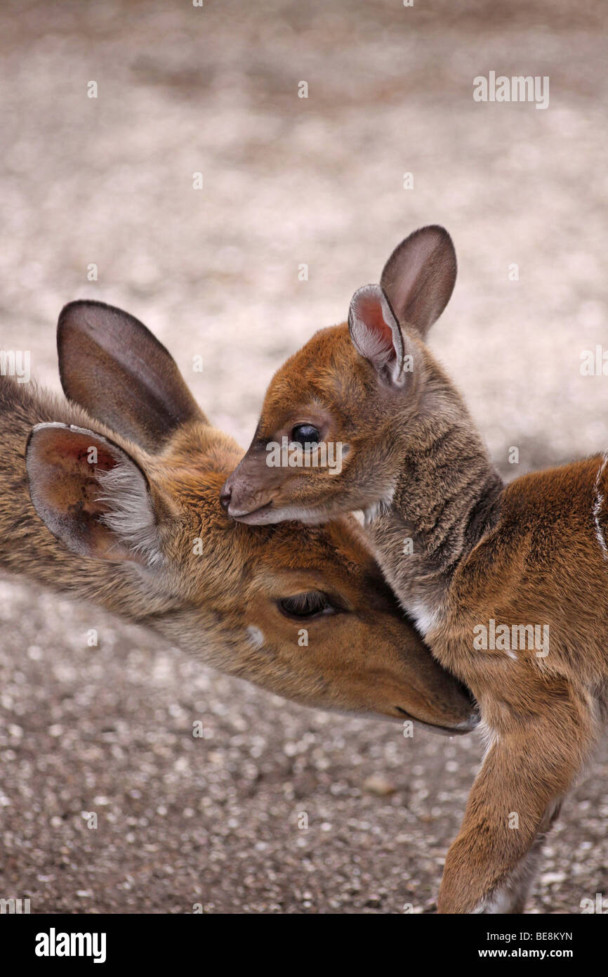 Bushbuck hi-res stock photography and images - Alamy