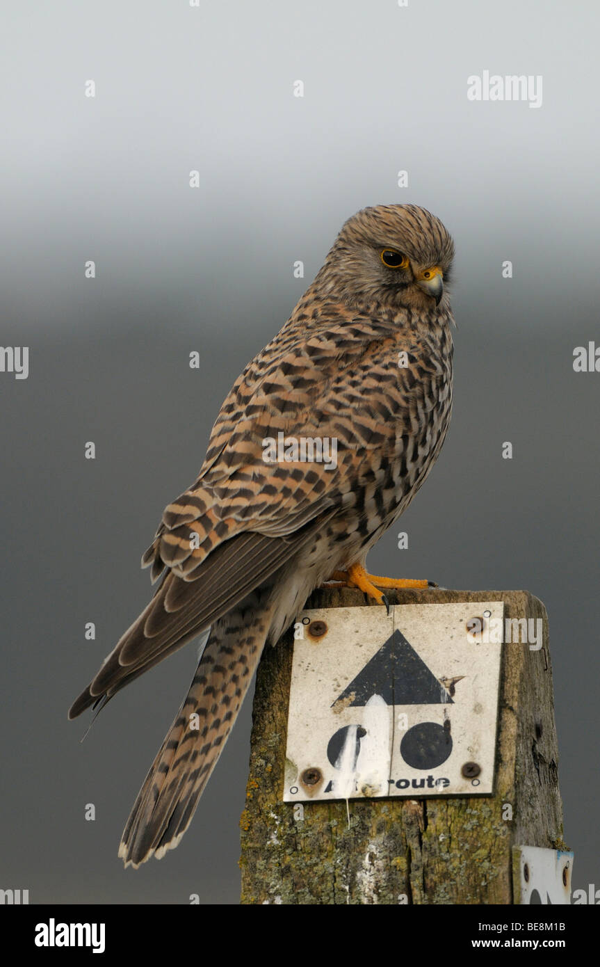 Bergher bos hi-res stock photography and images - Alamy