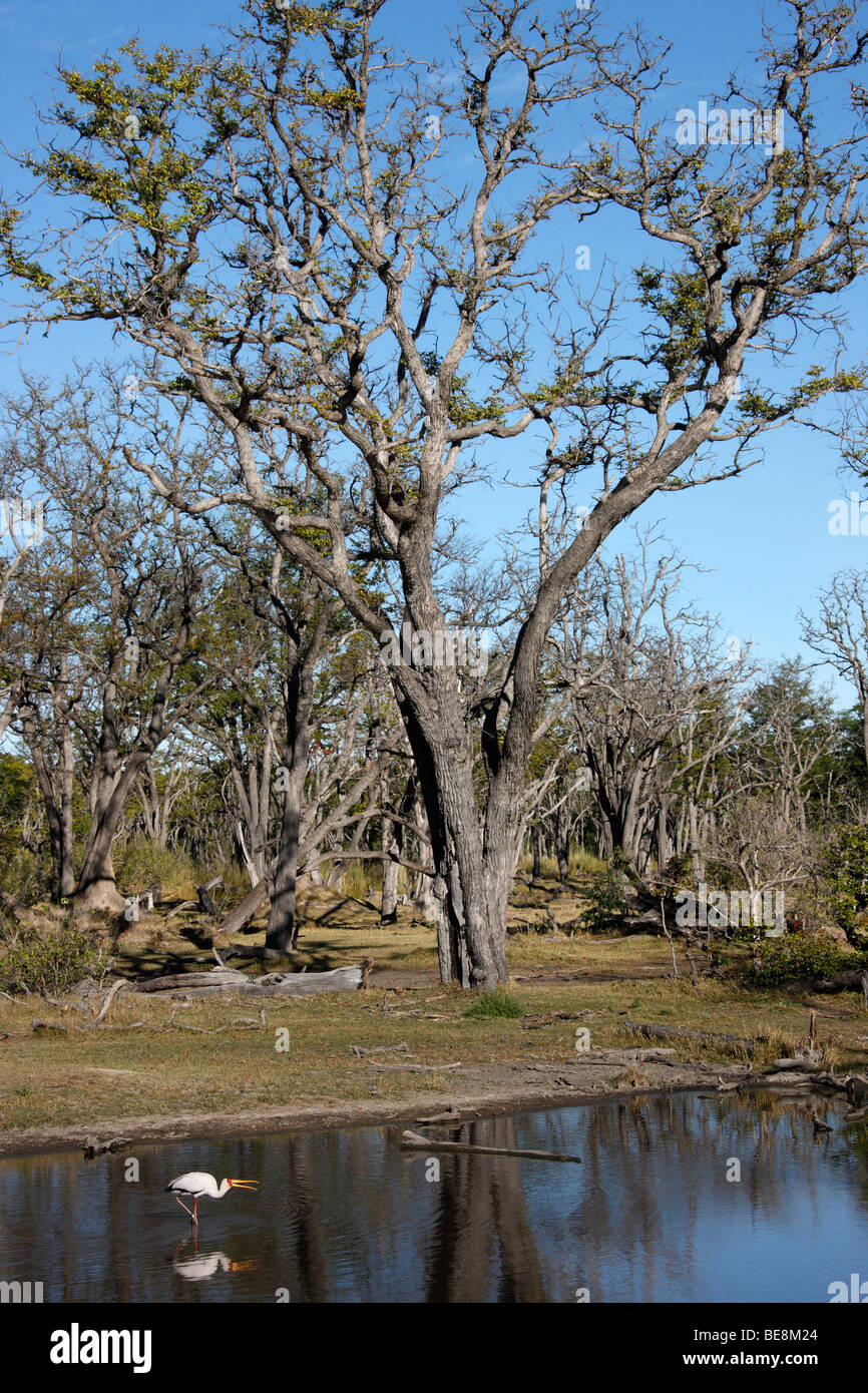 Dead tree island okavango delta hi-res stock photography and images - Alamy