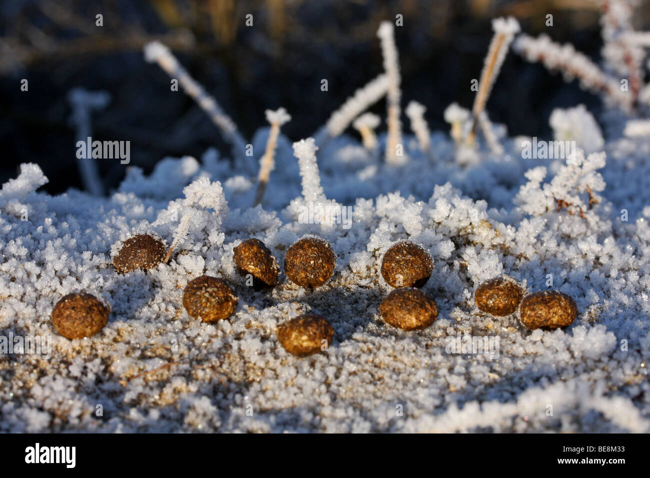 Rabbit droppings hi-res stock photography and images - Alamy