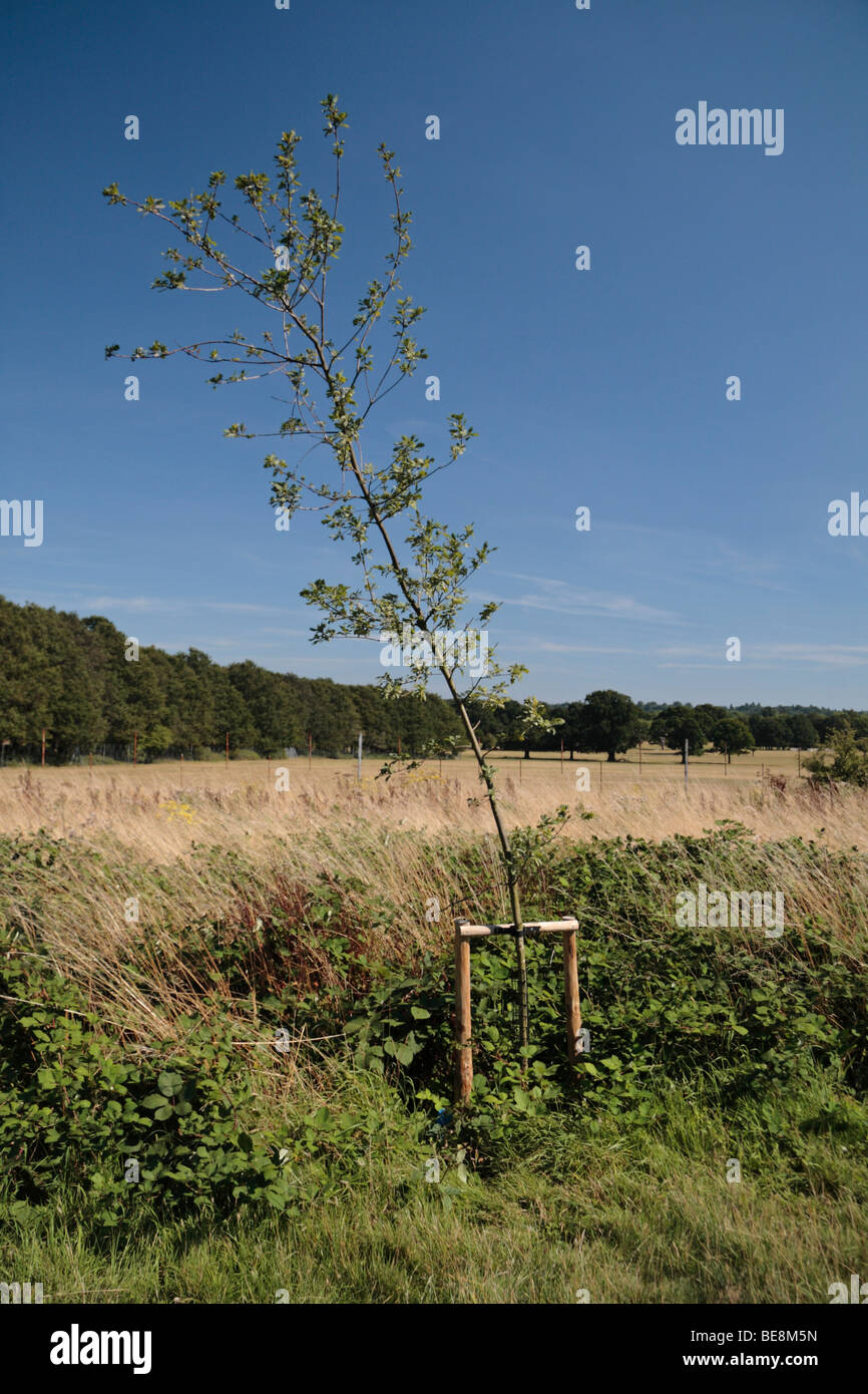 A young oak tree sapling on Queen Anne's Ride, close to Windsor Castle ...