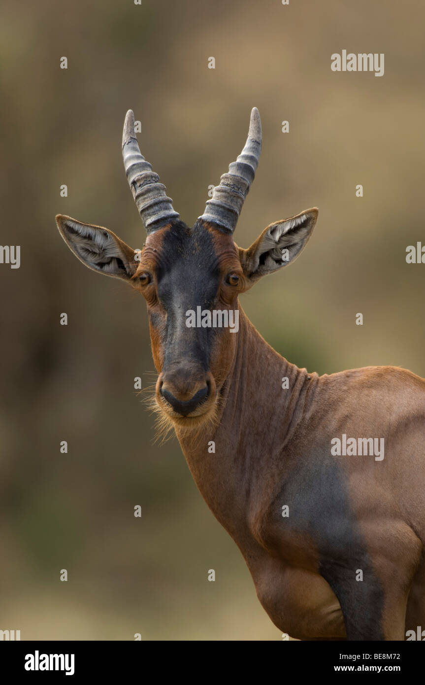 Topi (Damaliscus lunatus jimela), Maasai Mara National Reserve, Kenya ...