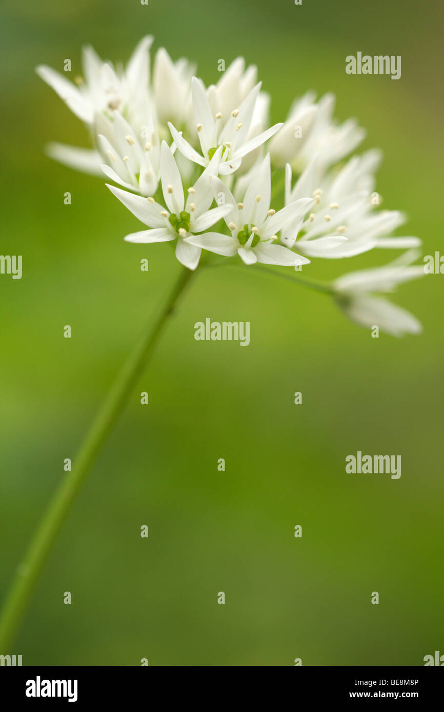 Wild Garlic (Allium ursinum Stock Photo - Alamy