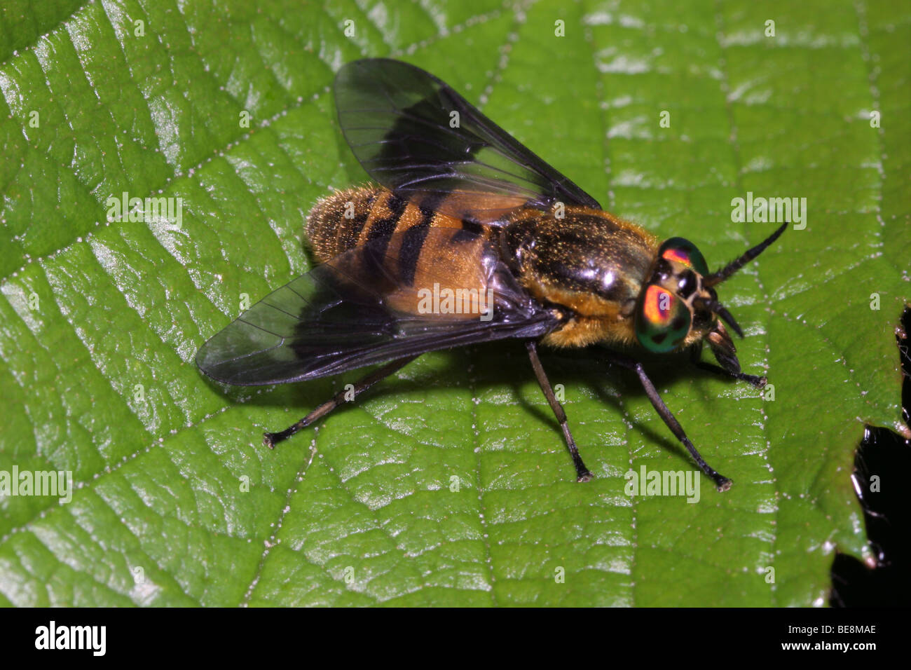 Splayed deer fly (Chrysops caecutiens : Tabanidae), female, UK Stock Photo - Alamy