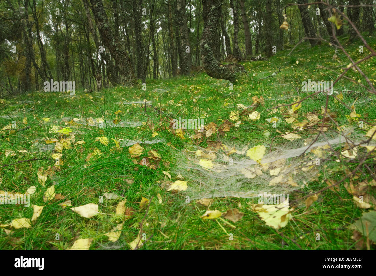 Mist water droplets on spiders webs on the forest floor in a silver ...
