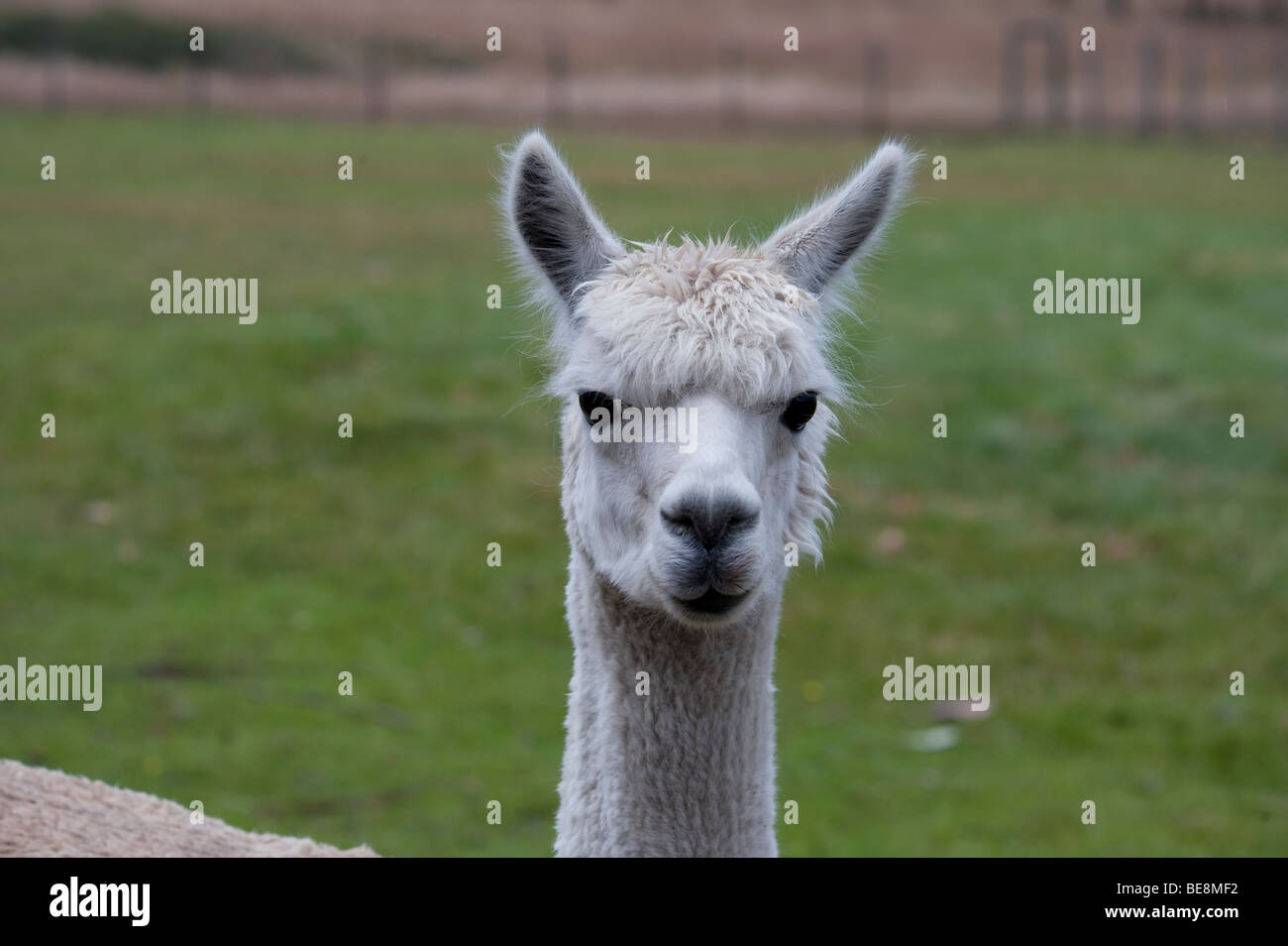ALPACA, TASMANIA, AUSTRALIA Stock Photo - Alamy