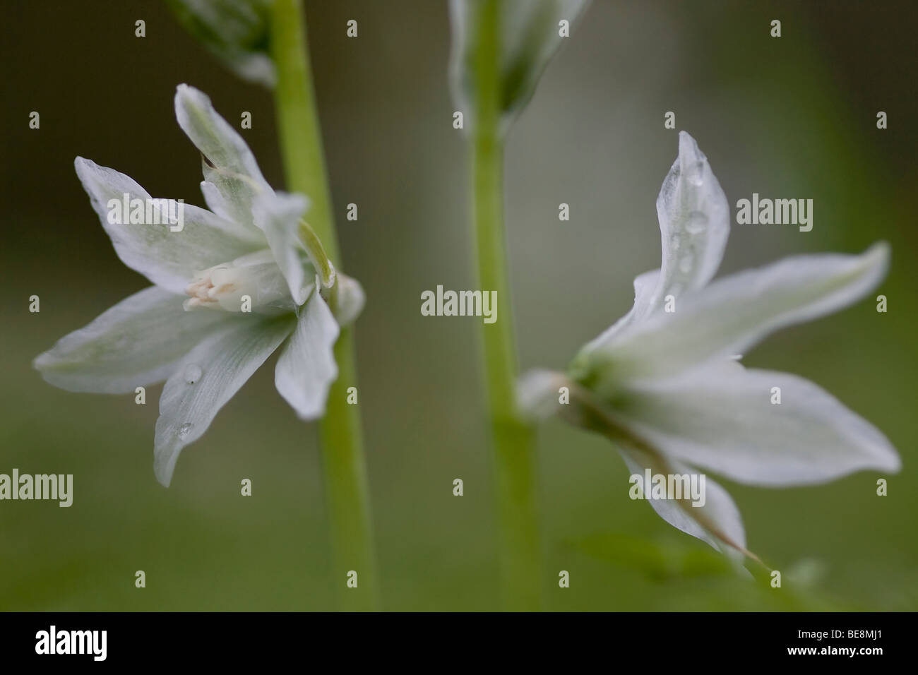Flower of a Drooping Star-of-Bethlehem in estate Neerijnen Stock Photo ...