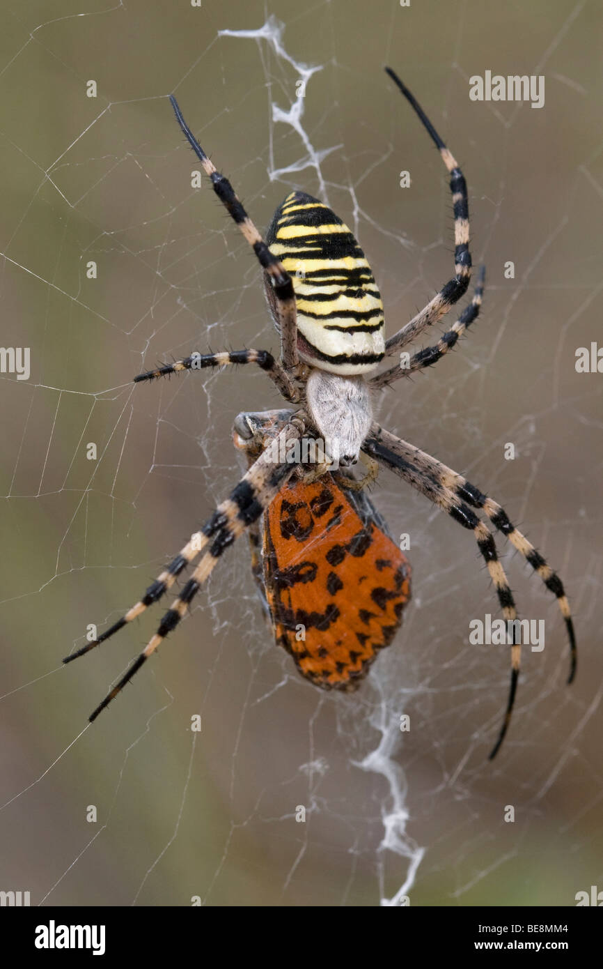 Wespenspin met vers gevangen tweekleurige parelmoervlinder; Wasp Spider ...