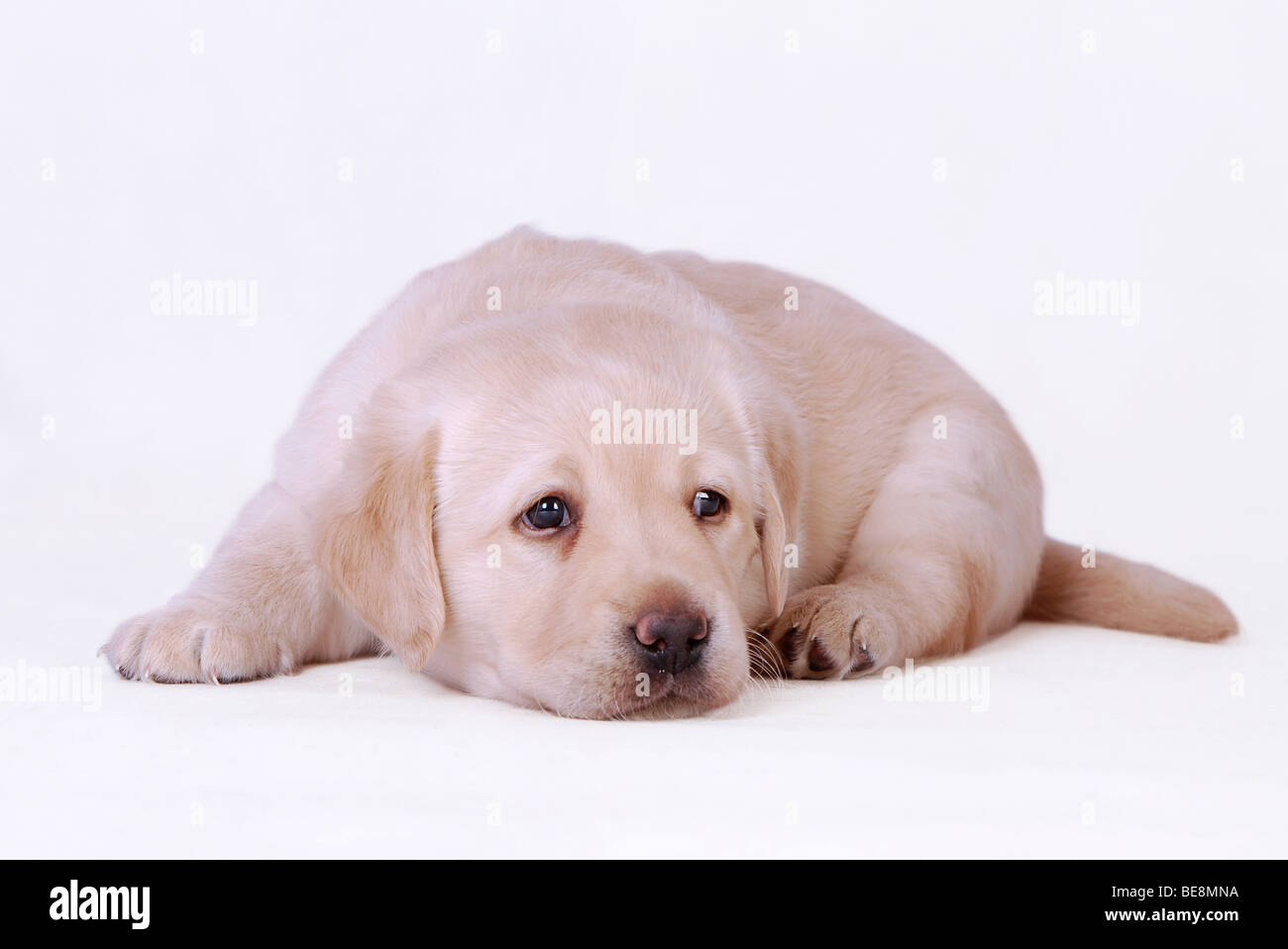 Little yellow labrador retriever puppy on white background Stock Photo ...