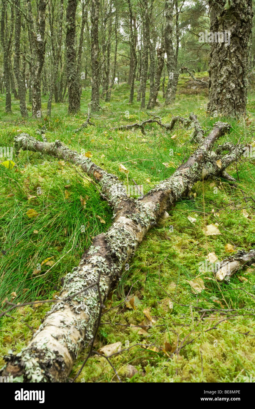 Rotting branch of silver birch tree in forest in Boat of Garten ...