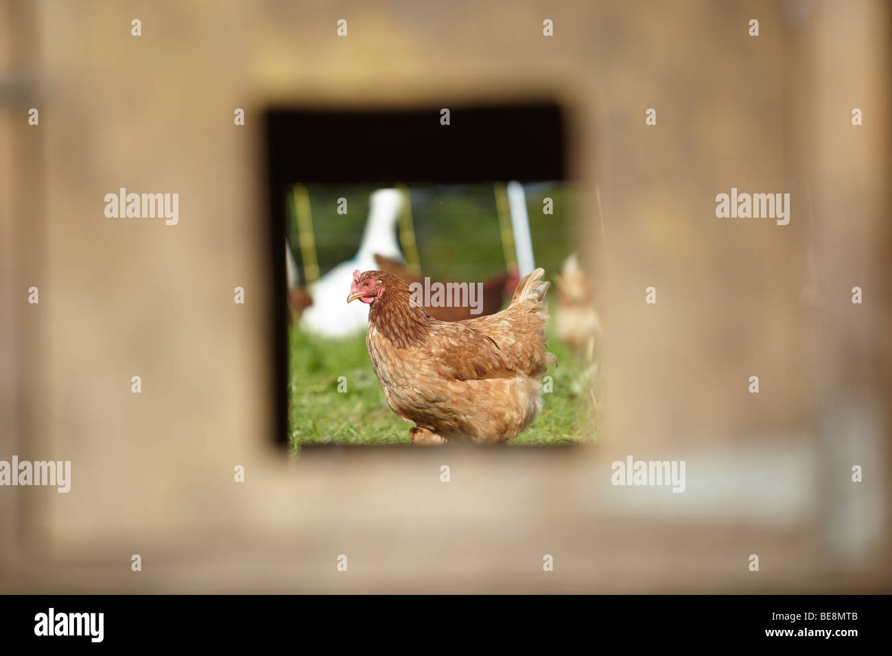 Free Run Hens High Resolution Stock Photography and Images - Alamy