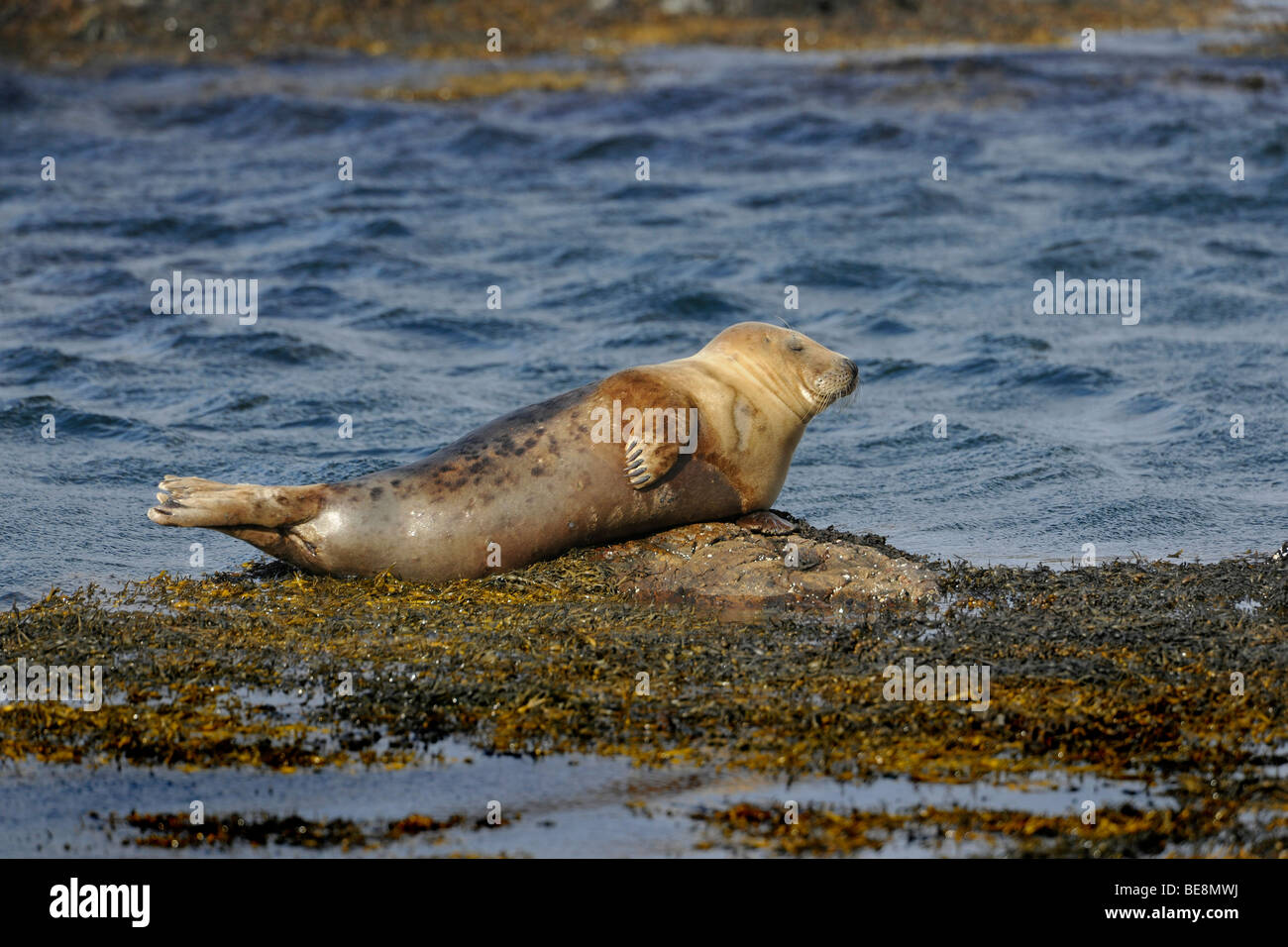 Seal cute west hi-res stock photography and images - Alamy