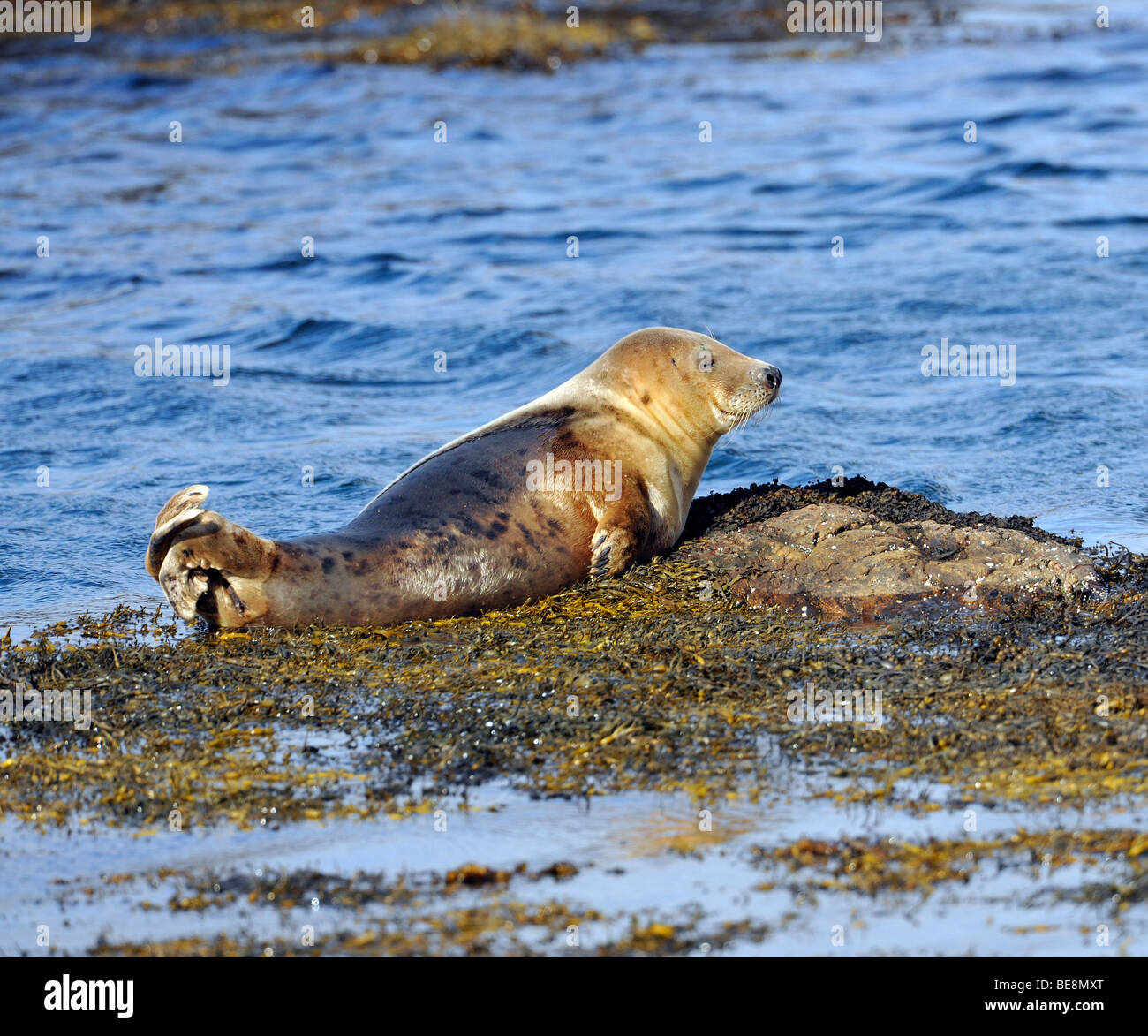Grey seal scotland hi-res stock photography and images - Alamy