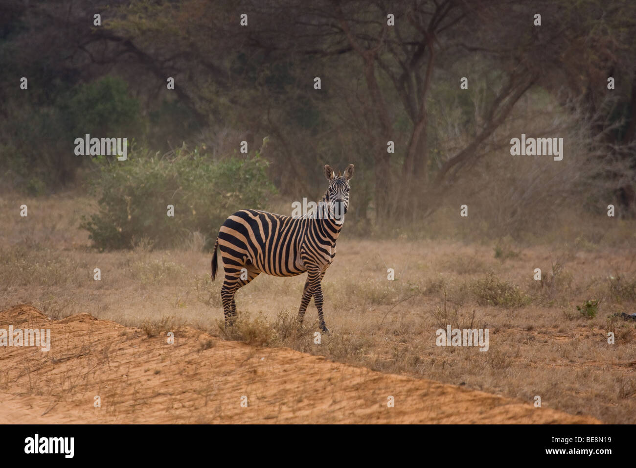 Single Zebra on red soil/sand with dust in the air Stock Photo - Alamy