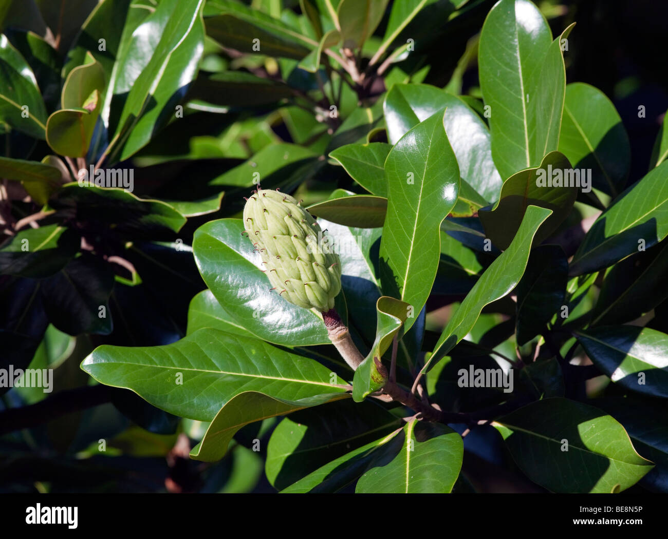Magnolia fruit cone before it splits. The cone pod is white and the ...