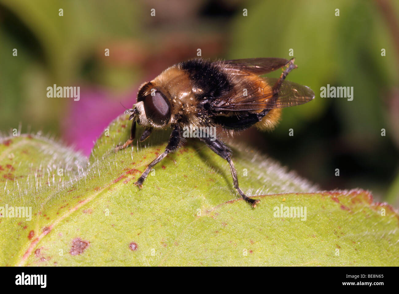 Large bulb fly (Merodon equestris : Syrphidae), a hover fly grooming ...