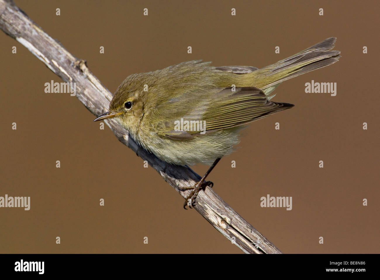 Thick side branch hi-res stock photography and images - Alamy